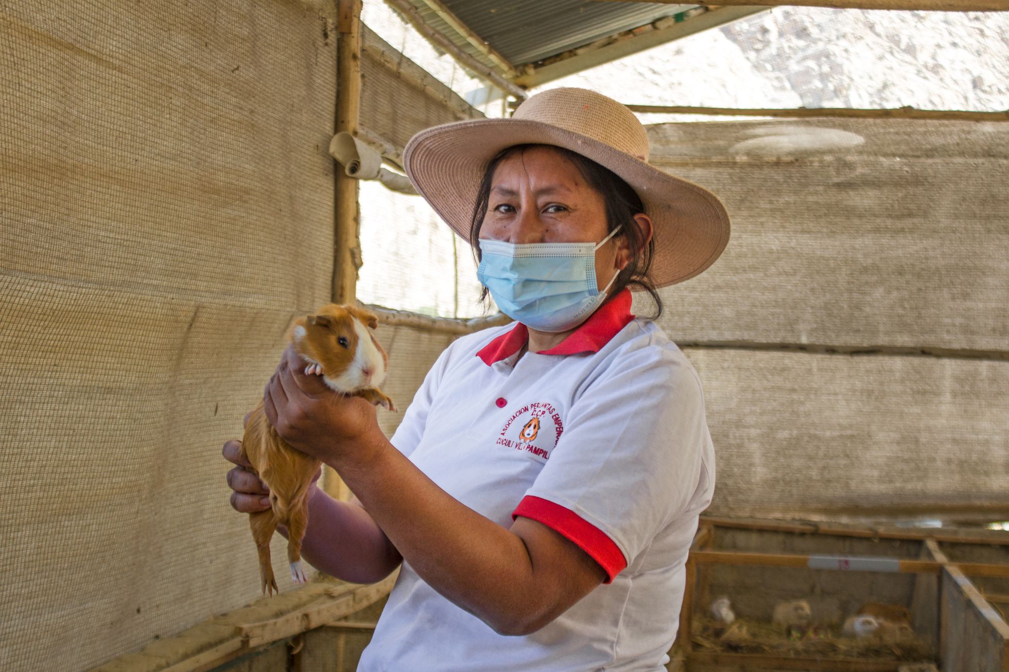 Las campesinas de Cuculí y la moda del consumo de carne de conejillo de ...